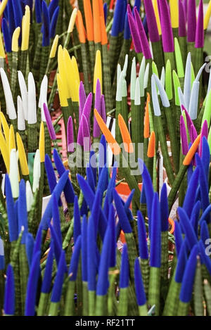 Closeup of flowers of multi color flowers of Garden, Common, Hybrid ...