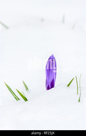 Purple crocus (Crocus vernus) in the snow, Germany Stock Photo - Alamy