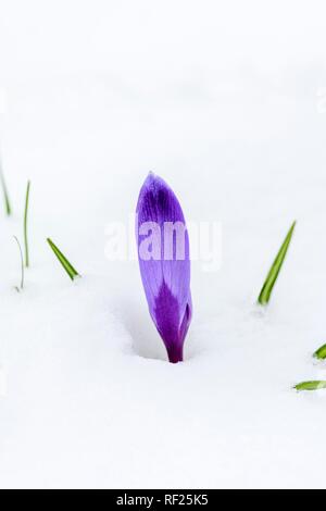 Purple crocus in the snow. Detail of purple crocus flowers. Spring ...