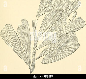 . Catalogue of the fossil plants of the Glossopteris flora in the ...