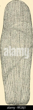 . Catalogue of the fossil plants of the Glossopteris flora in the ...