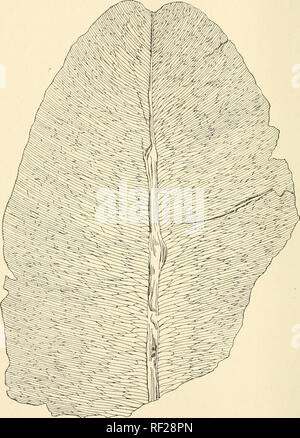 . Catalogue of the fossil plants of the Glossopteris flora in the ...