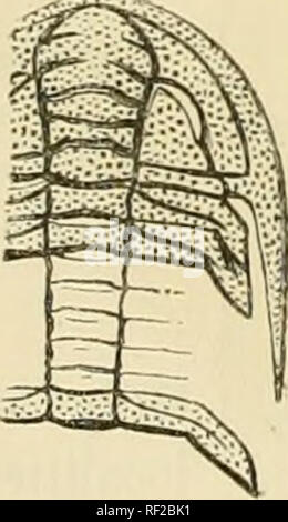 Oldhamia radiata Kinahan Stock Photo - Alamy