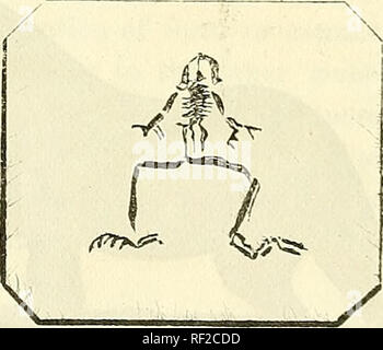 skeleton of salamander Stock Photo - Alamy