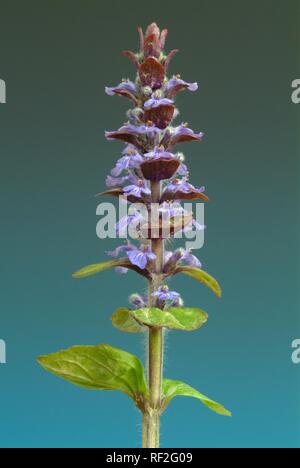 Blue bugle / bugleherb / bugleweed / carpetweed / carpet bungleweed ...