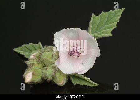 common marsh-mallow, common marshmallow (Althaea officinalis), seeds ...