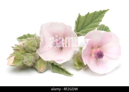 common marsh-mallow, common marshmallow (Althaea officinalis), seeds ...