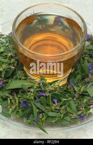 Hyssop infusion Hyssopus officinalis Stock Photo - Alamy
