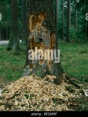 Tree trunk damaged by bark beetles, environmental and economic loss in ...
