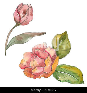 Red camelia floral botanical flower. Wild spring leaf wildflower ...