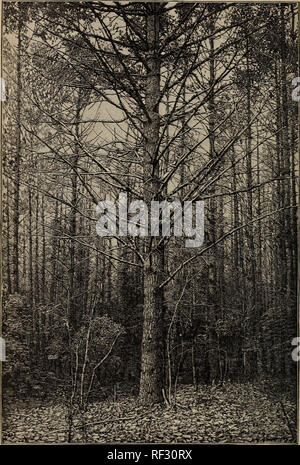 A natural hole formed when a tree branch has broken off and the tree ...