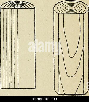 Tree rings of a Western Hemlock tree in Issaquah, Washington, USA Stock ...