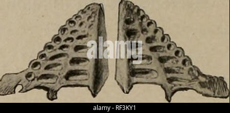 A collection of preserved examples of fish, in glass vials, tubes ...