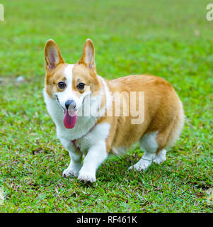 Cute pembroke welsh corgi having fun with bubble blower Stock Photo - Alamy