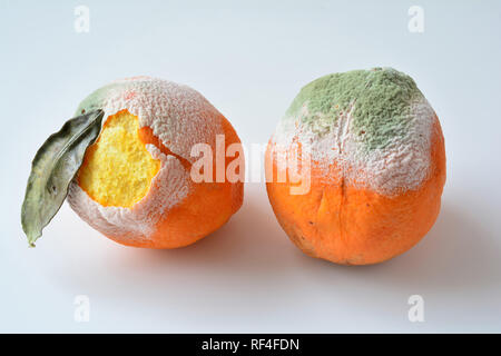Two rotten oranges covered with white green mold on a kitchen table ...