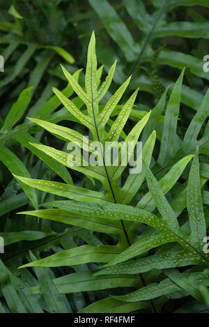 Laua'e fern (Microsorum scolopendria); Liliuokalani Gardens, Hilo ...