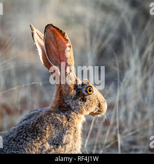 Portrait of a Cape Hare in Southern African savanna Stock Photo - Alamy