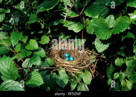 Nest and Eggs of the Gray Catbird Stock Photo - Alamy