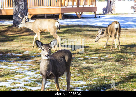 doe deer in snow looking at camera Stock Photo - Alamy