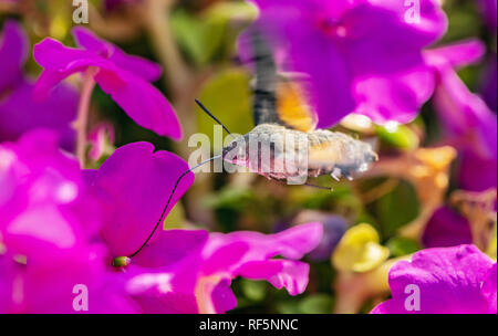a dove tail in a floating flight on a blossom Stock Photo - Alamy