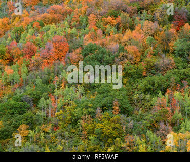 USA, Utah, Uinta-Wasatch-Cache National Forest, Little Cottonwood ...