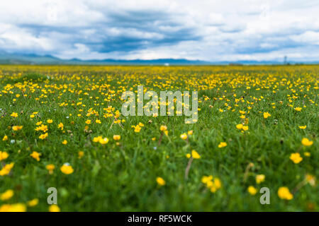 wild flower in spring, tibet china Stock Photo - Alamy