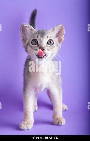 An little male abyssinian blue cat, kitty on a lilla background Stock ...