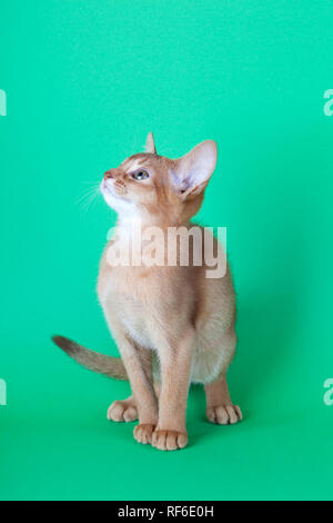 sorrel abyssinian on green background Stock Photo - Alamy