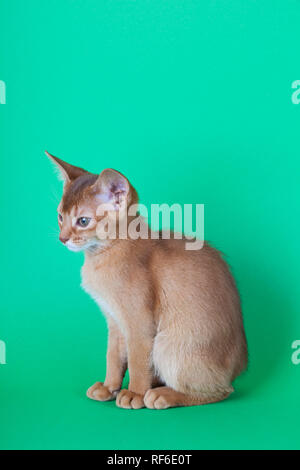 An little abyssinian sorrel cat, kitty on a green background Stock ...