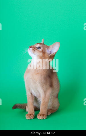 An little abyssinian sorrel cat, kitty on a green background Stock ...