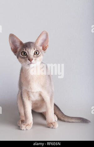 An little male abyssinian blue cat, kitty on a lilla background Stock ...