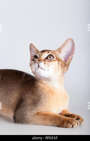 An little abyssinian ruddy cat, kitty on a gray background Stock Photo ...