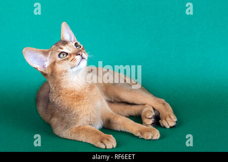 An little male abyssinian ruddy cat, kitty on a yellow background Stock ...