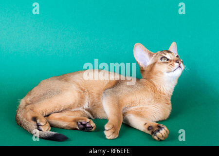 An little male abyssinian ruddy cat, kitty on a yellow background Stock ...