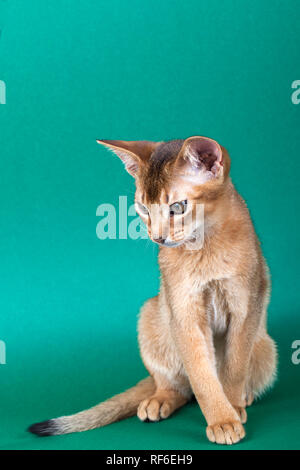 An little male abyssinian ruddy cat, kitty on a green background Stock ...