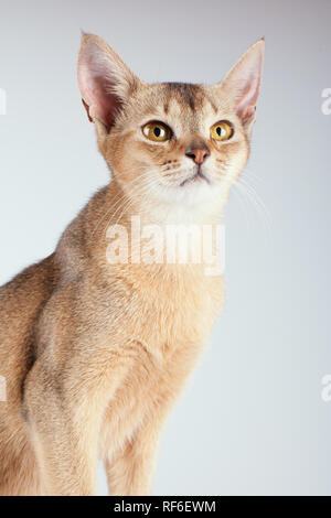 An abyssinian ruddy cat on a white background Stock Photo - Alamy