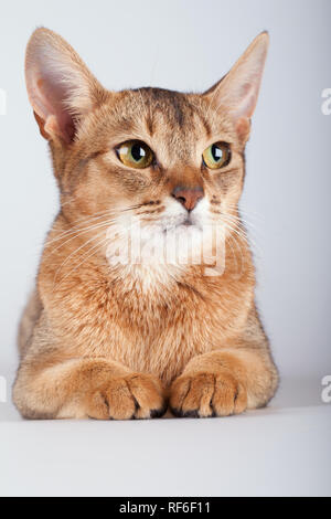 An abyssinian ruddy cat on a white background Stock Photo - Alamy