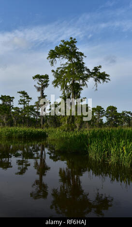 Beautiful cypress trees reflect in water of the Everglades Stock Photo ...