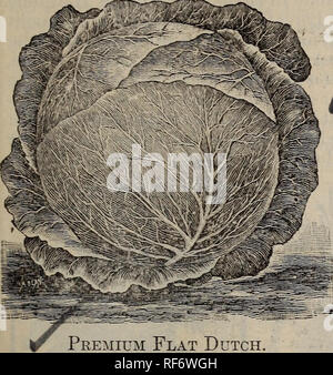 Vegetable, cabbage is one of the oldest vegetables used by the ancient ...