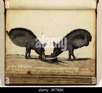 Pigs without hind legs at a trough, 1785. Two pigs eating from a trough ...