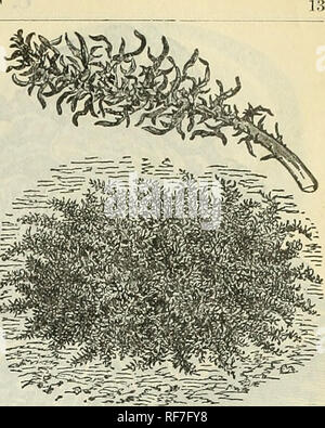 Dandelion first leaves formed in a circle. Spring sprouts of dandelion ...