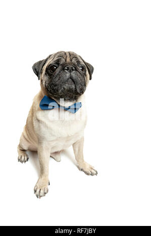 Closeup of a pug dog standing on a grass in a park Stock Photo - Alamy