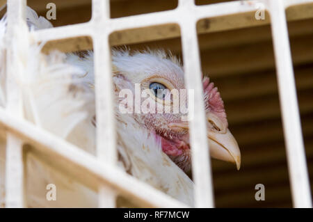 Exhausted 40 day old broiler chicken in crowded live transport crate ...
