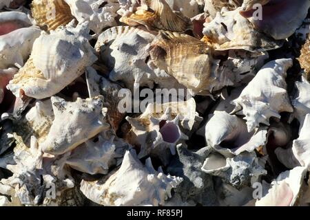 The Conch Farm on Providenciales is the only conch farm in the world ...