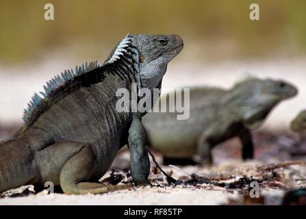 The & Rock Iguana (Cyclura carinata) Turks and Caicos Islands Bahamas ...