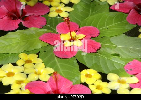 Floral art ( floating flowers) of Kerala,India Stock Photo - Alamy