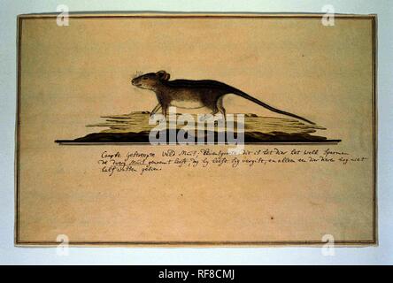 Rhabdomys pumilio (Four-striped grass mouse), in or after c.1786 Stock ...