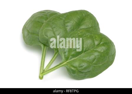 Spinach, Spinacia oleracea Stock Photo - Alamy