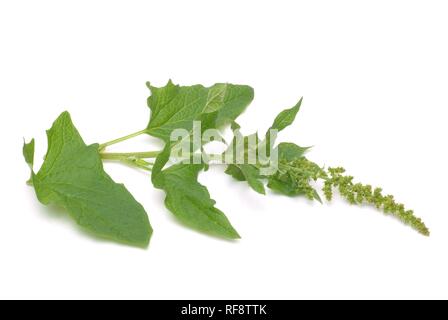 Good-King-Henry / Poor-man's Asparagus / Perennial Goosefoot / mercury ...
