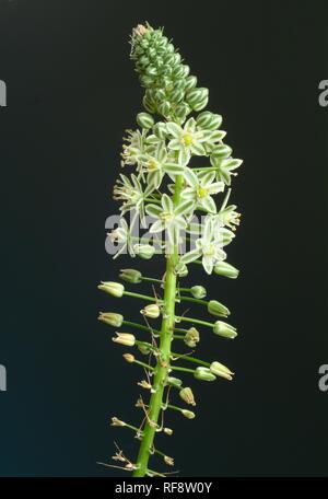 Red - or Sea Squill, Sea Onion (Scilla maritima or Urginea maritima ...
